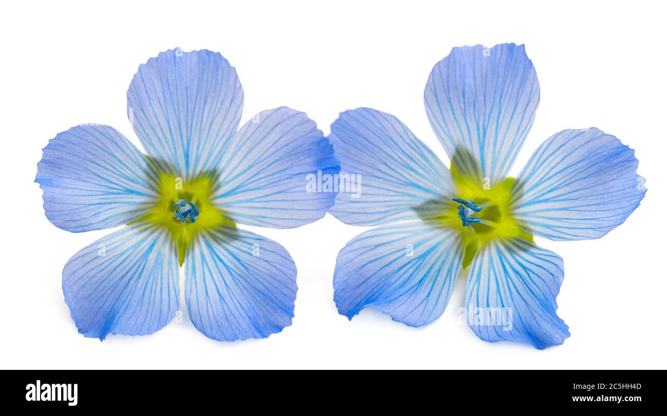 Fleur de lin sauvage bleu Banque de photographies et d’images à haute ...