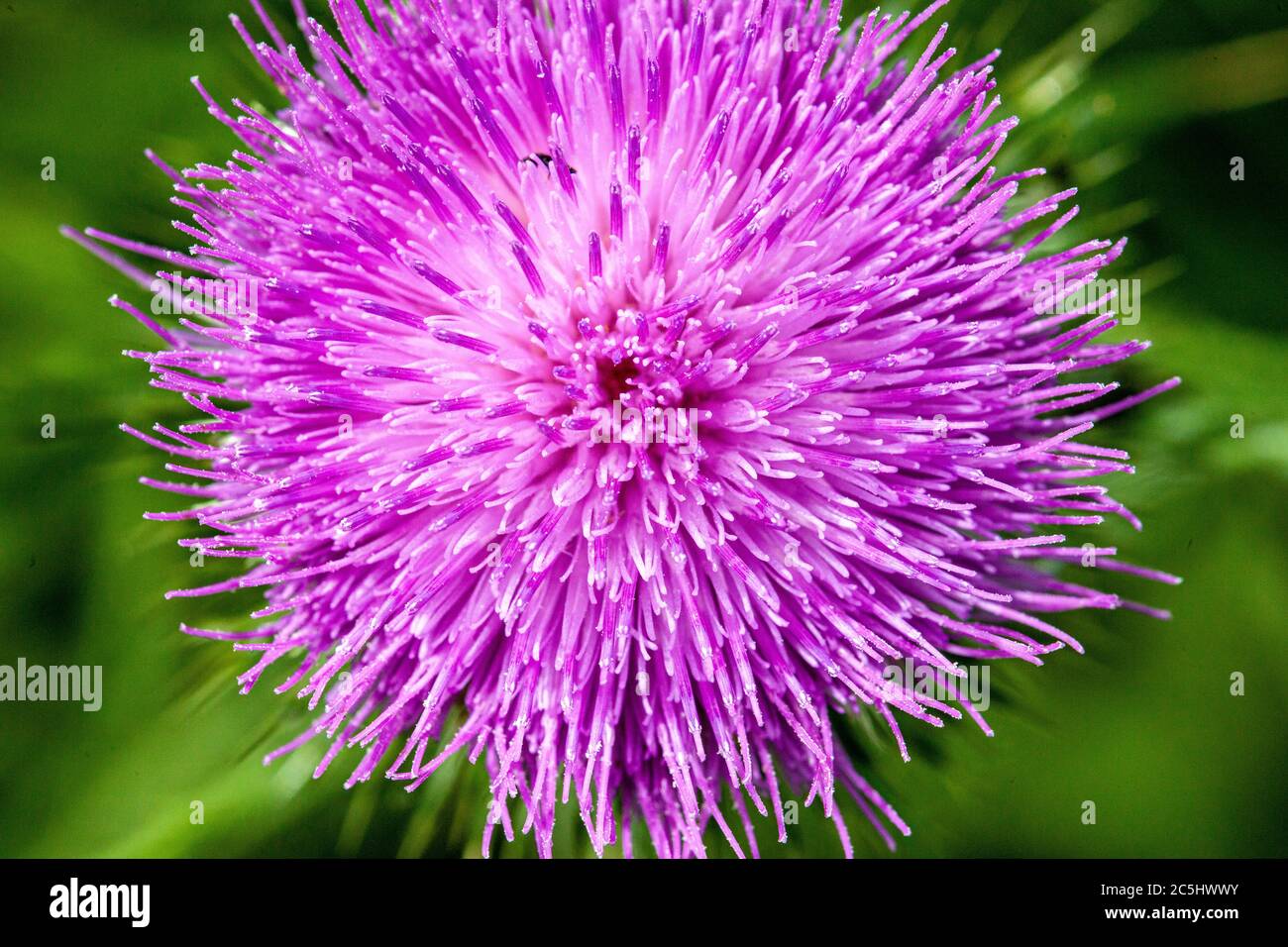 Chardon commun Banque de photographies et d’images à haute résolution ...