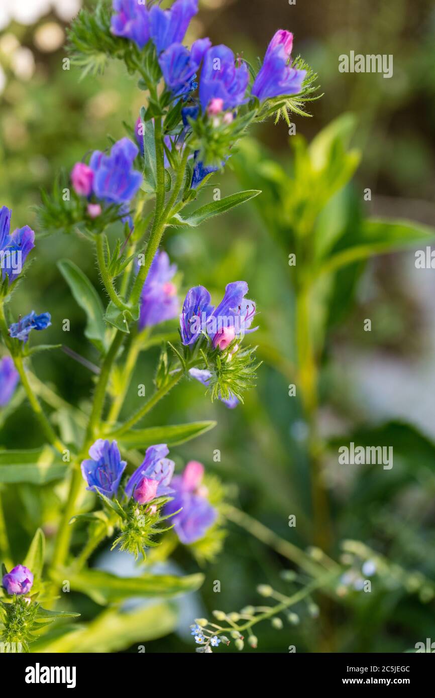 Stravbladiga vaxter Banque de photographies et d’images à haute ...