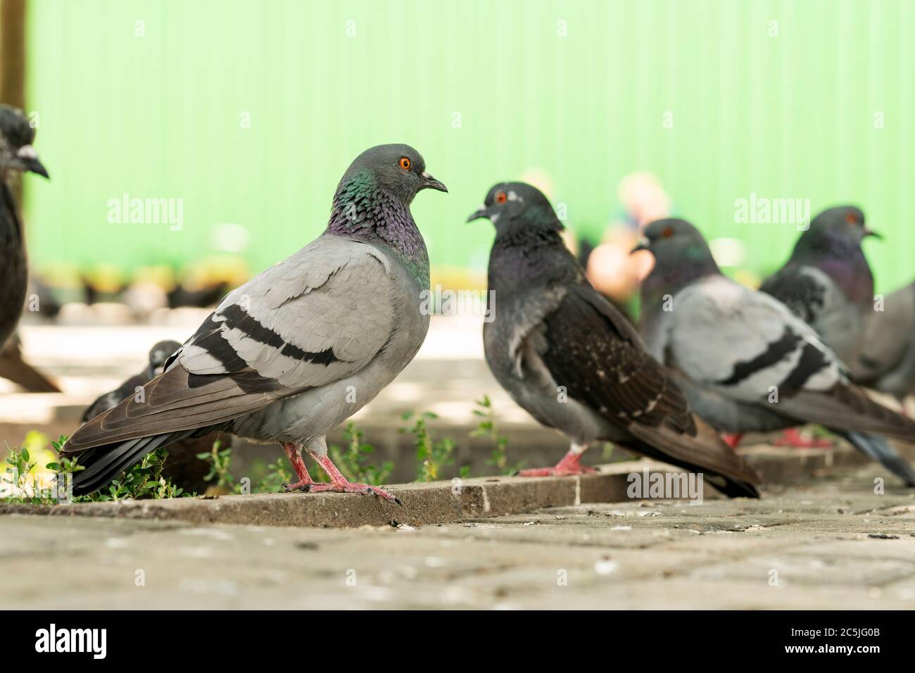 Group of pigeons Banque de photographies et d’images à haute résolution ...