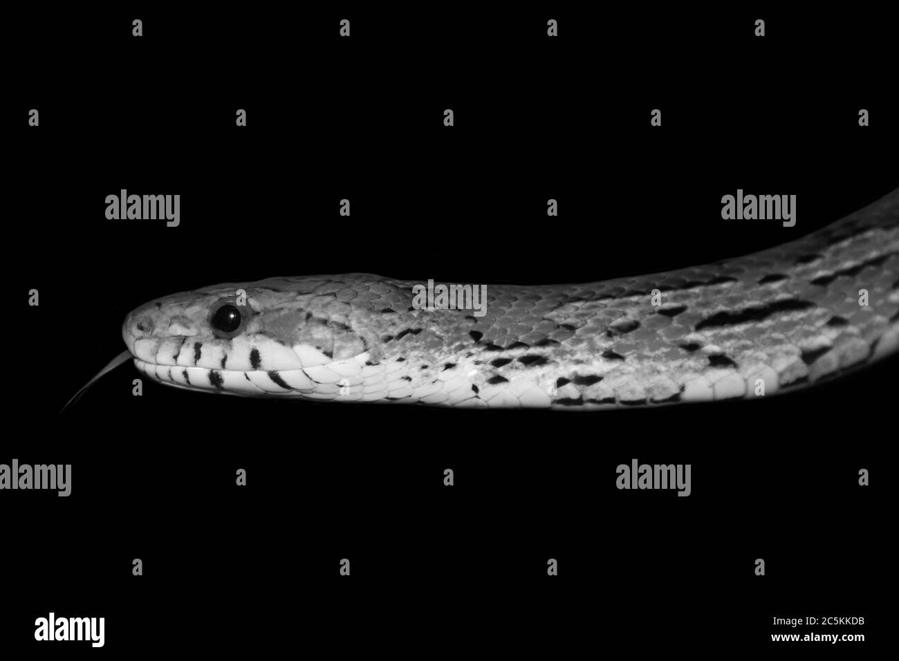 Tête De Serpents Banque d'images noir et blanc - Alamy