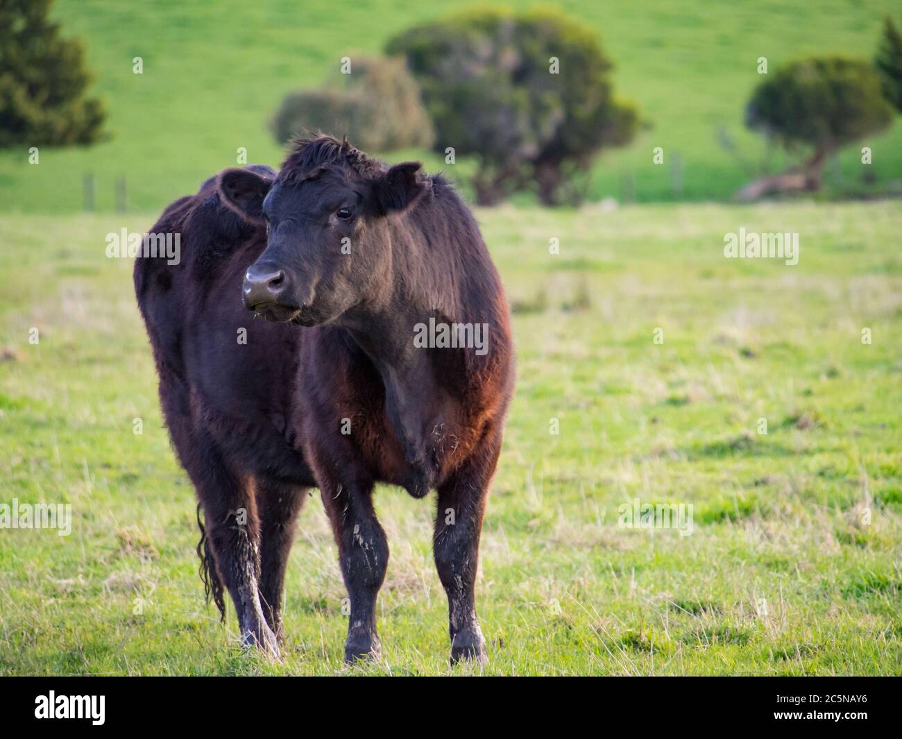 Boeuf black angus Banque de photographies et d’images à haute ...