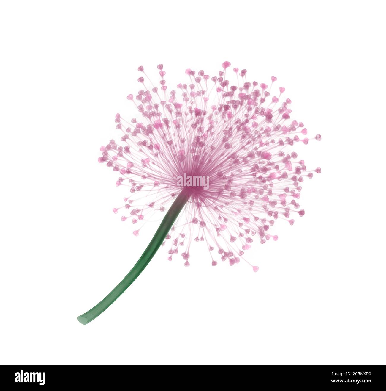 Ball flower Banque de photographies et d’images à haute résolution - Alamy