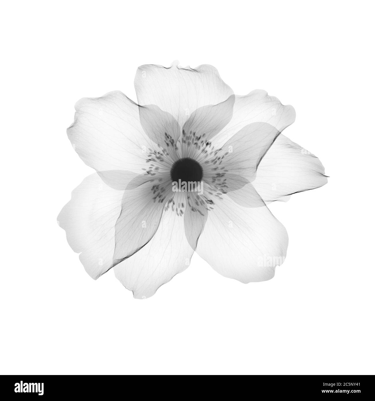 Capitule de fleur Banque de photographies et d’images à haute ...