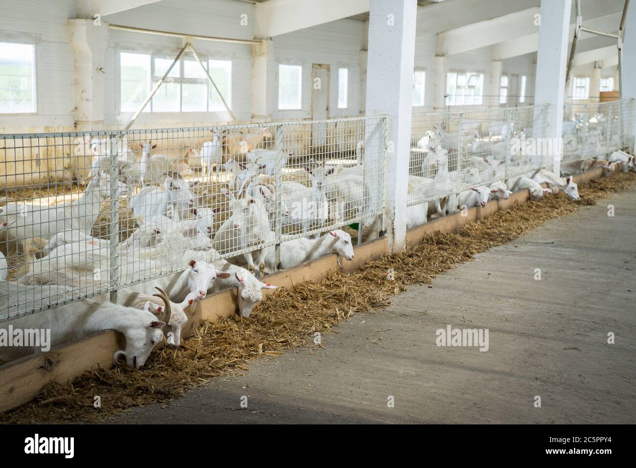 Les chèvres mangent du foin ou de l'herbe sur la ferme. Élevage de ...