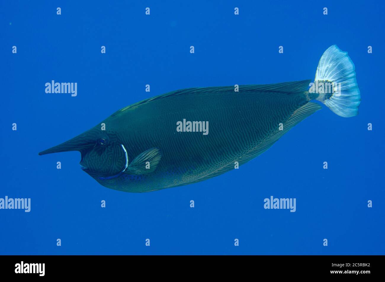 Licorne palefin Banque de photographies et d’images à haute résolution ...