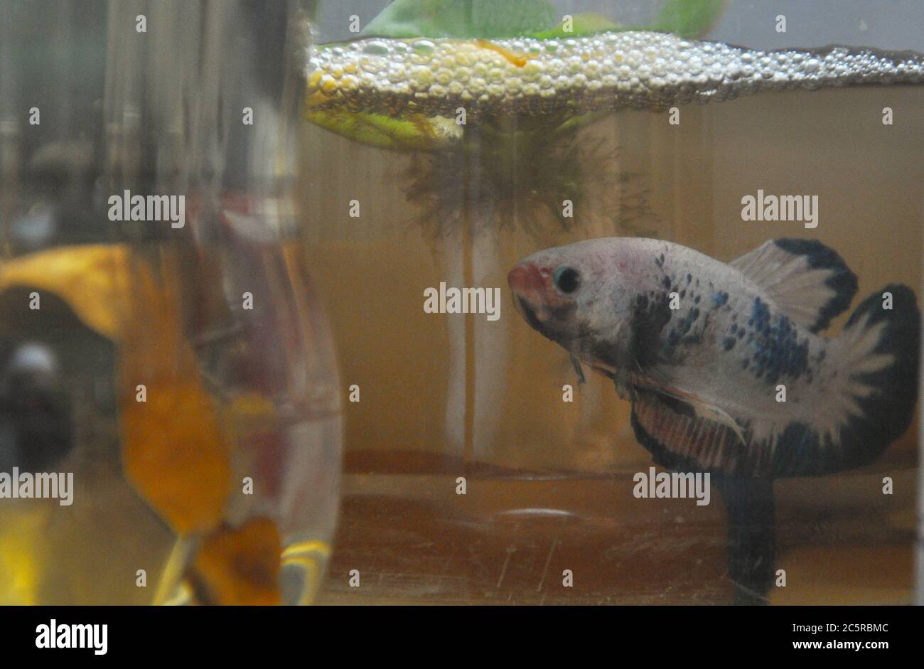 Réservoir à Bulles De Poisson Betta