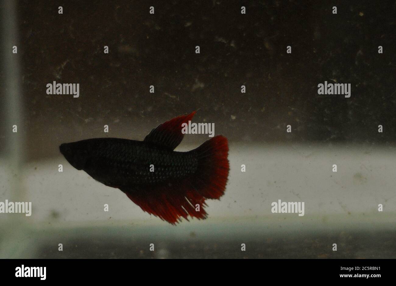 Betta femelle rouge Banque de photographies et d’images à haute ...