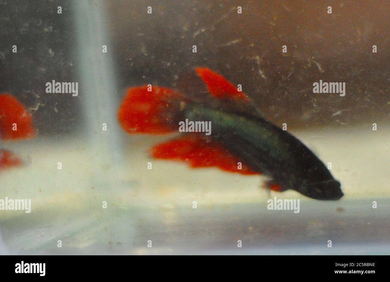Betta femelle rouge Banque de photographies et d’images à haute ...