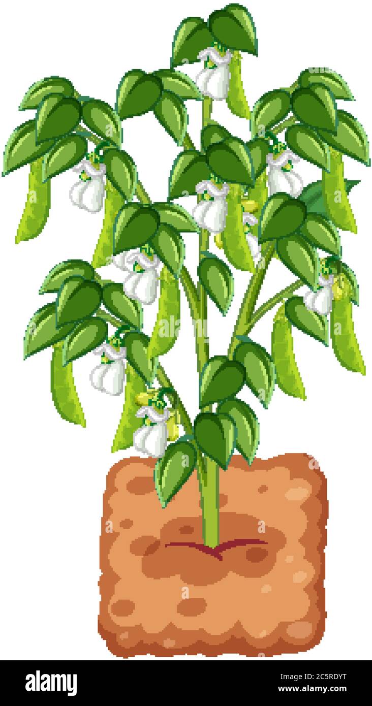 Style de dessin animé d'arbre de haricots isolés sur fond blanc Image ...