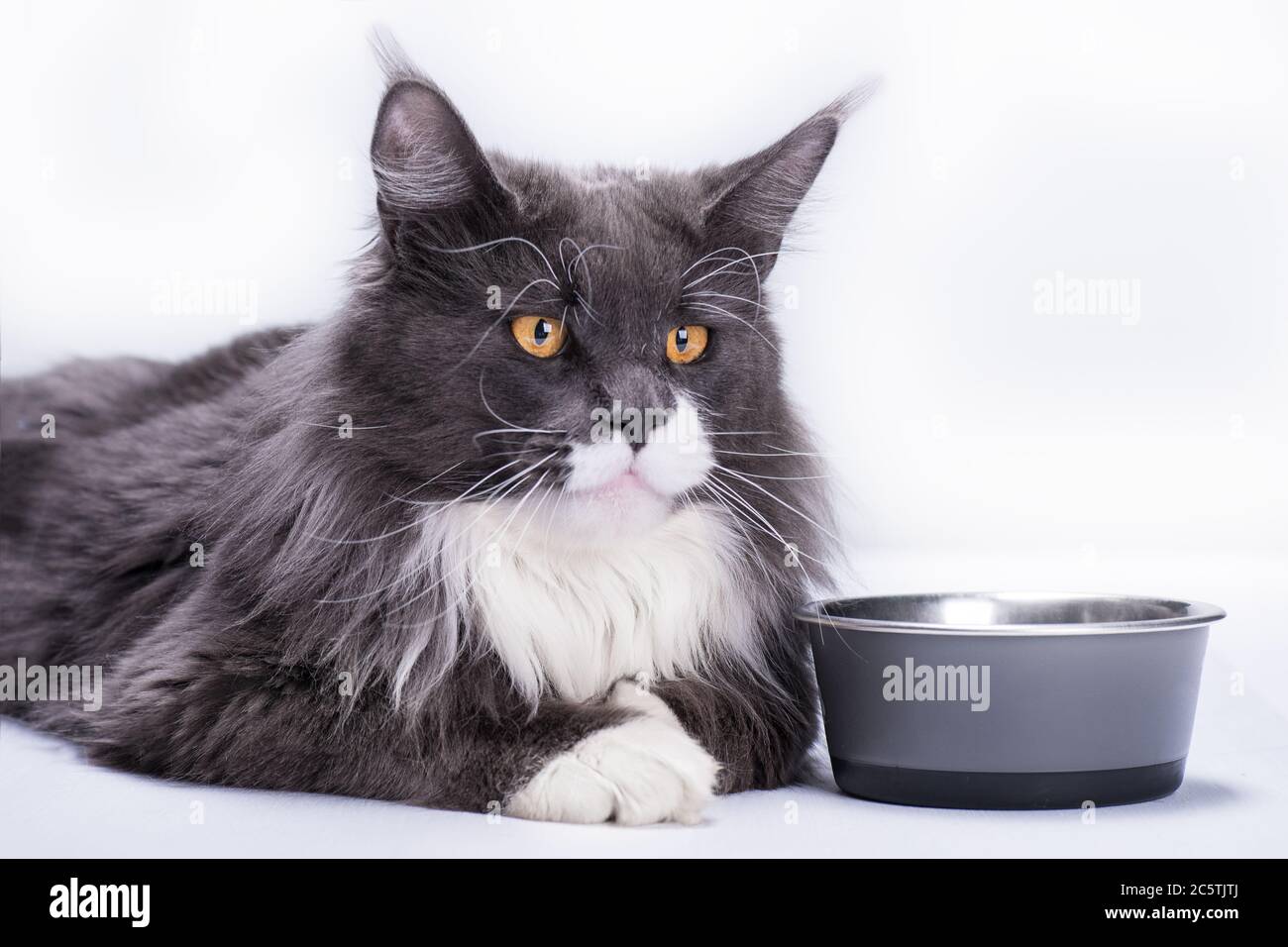 Un chat gris, Maine Coon Breed, est assis sur un fond blanc, à côté d ...