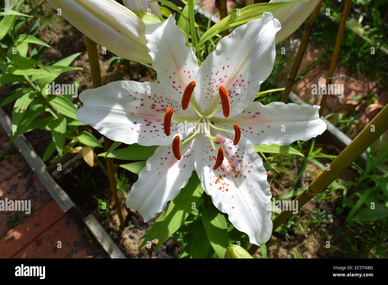 Lys muscadet Banque de photographies et d’images à haute résolution - Alamy
