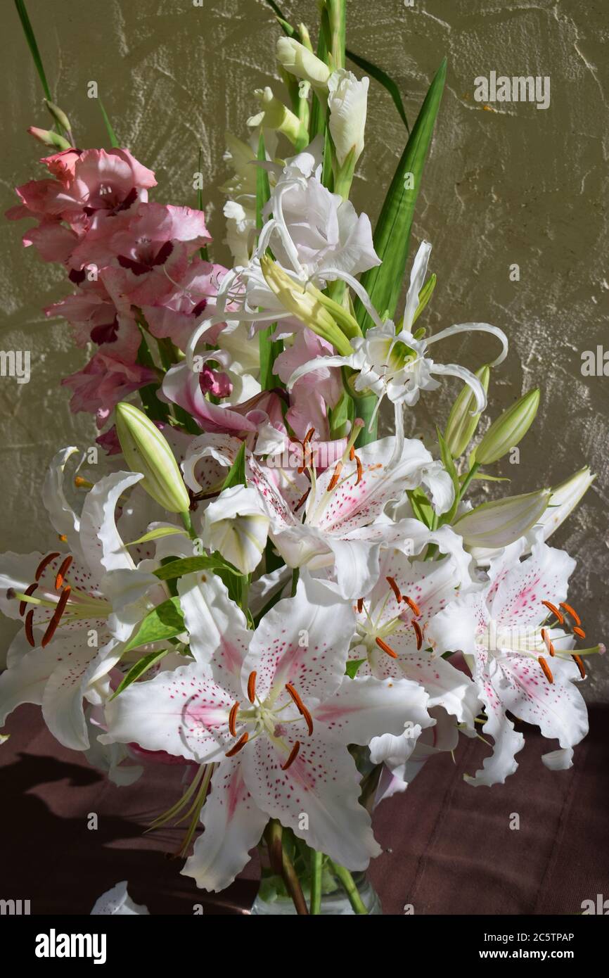 Lys muscadet Banque de photographies et d’images à haute résolution - Alamy