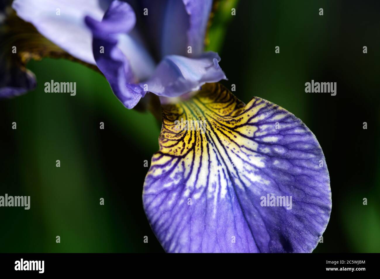 Petal texture Banque de photographies et d’images à haute résolution ...