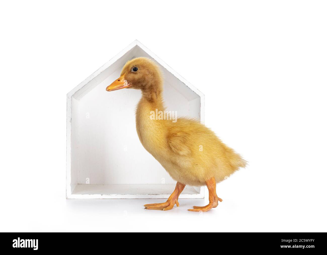 Maison de canard pékinois Banque de photographies et d’images à haute ...