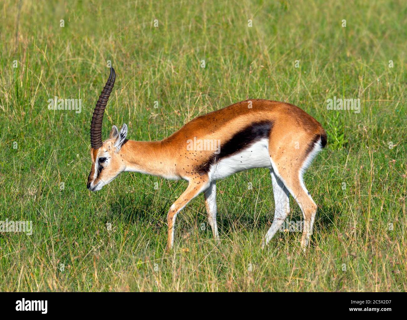 Thomsons gazelle Banque de photographies et d’images à haute résolution ...