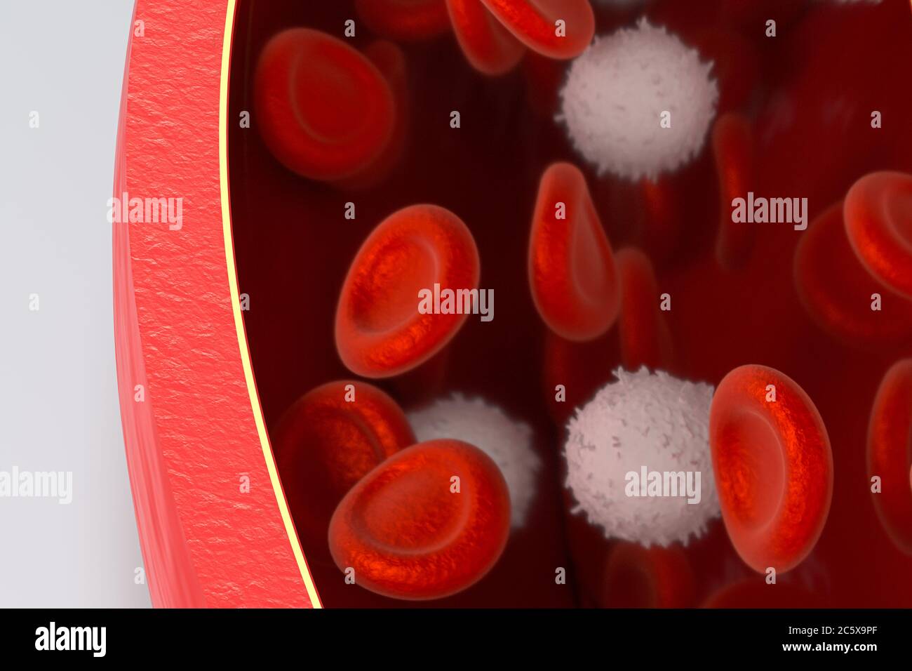 Globules rouges et blancs dans le vaisseau sanguin, rendu 3d. Dessin ...
