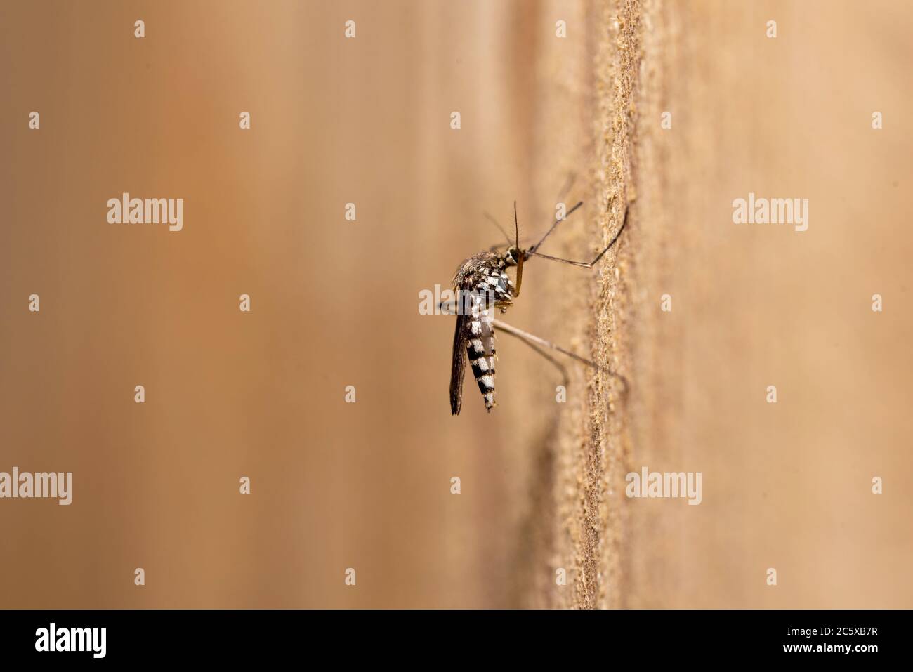 Le moustique est assis sur une planche en bois. Insecte sur un fond ...