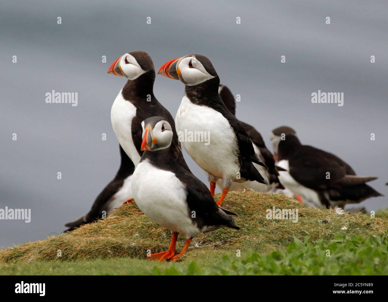 Alimentation des macareux Banque de photographies et d’images à haute ...