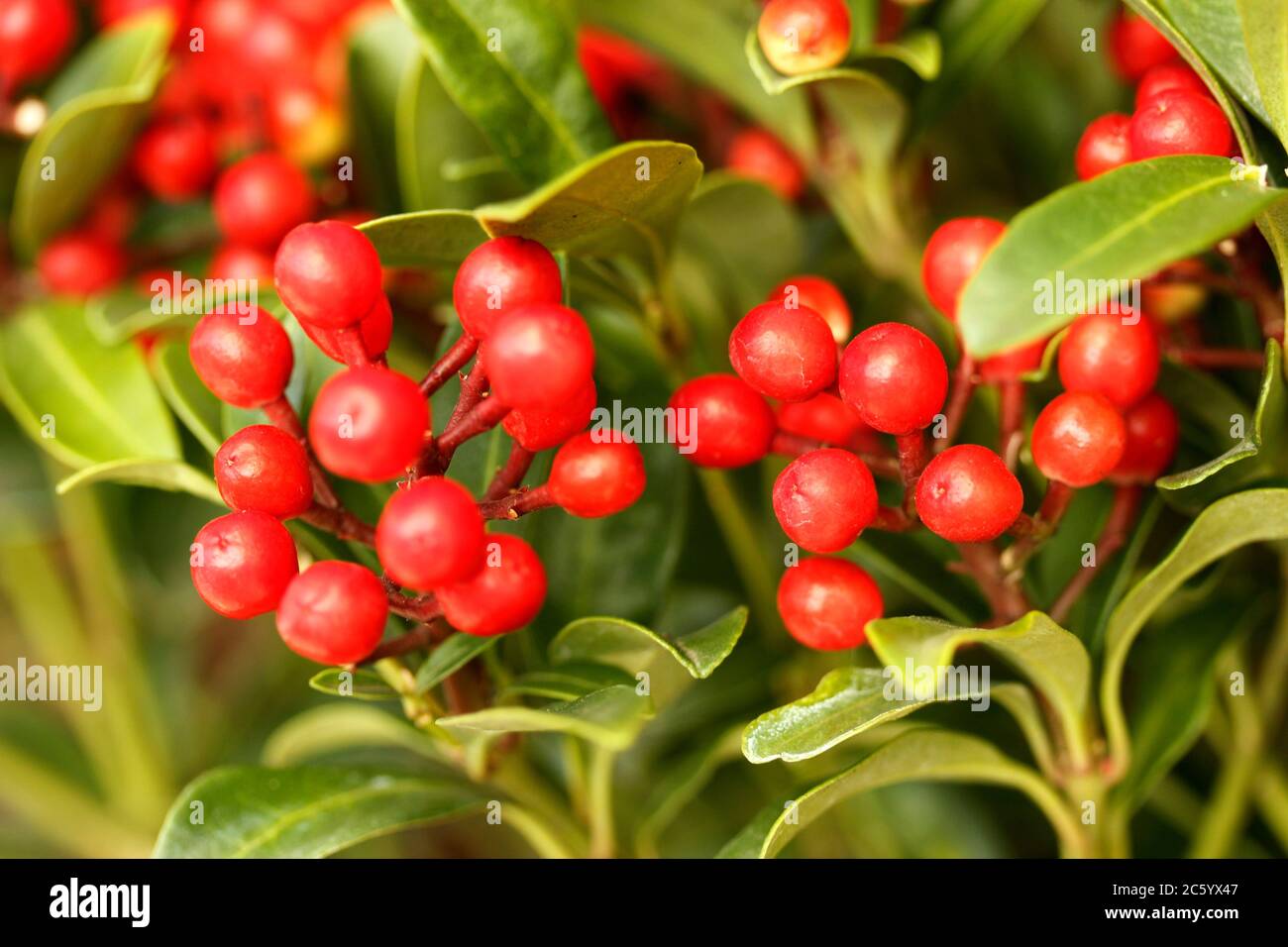 Skimmia aux fruits rouges Banque de photographies et d’images à haute ...