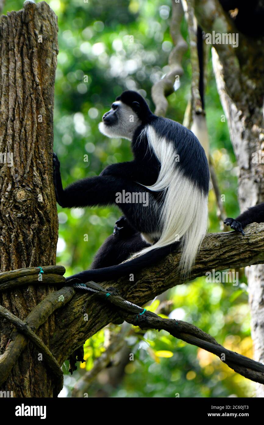 Singe colobe angolais noir et blanc Banque de photographies et d’images ...