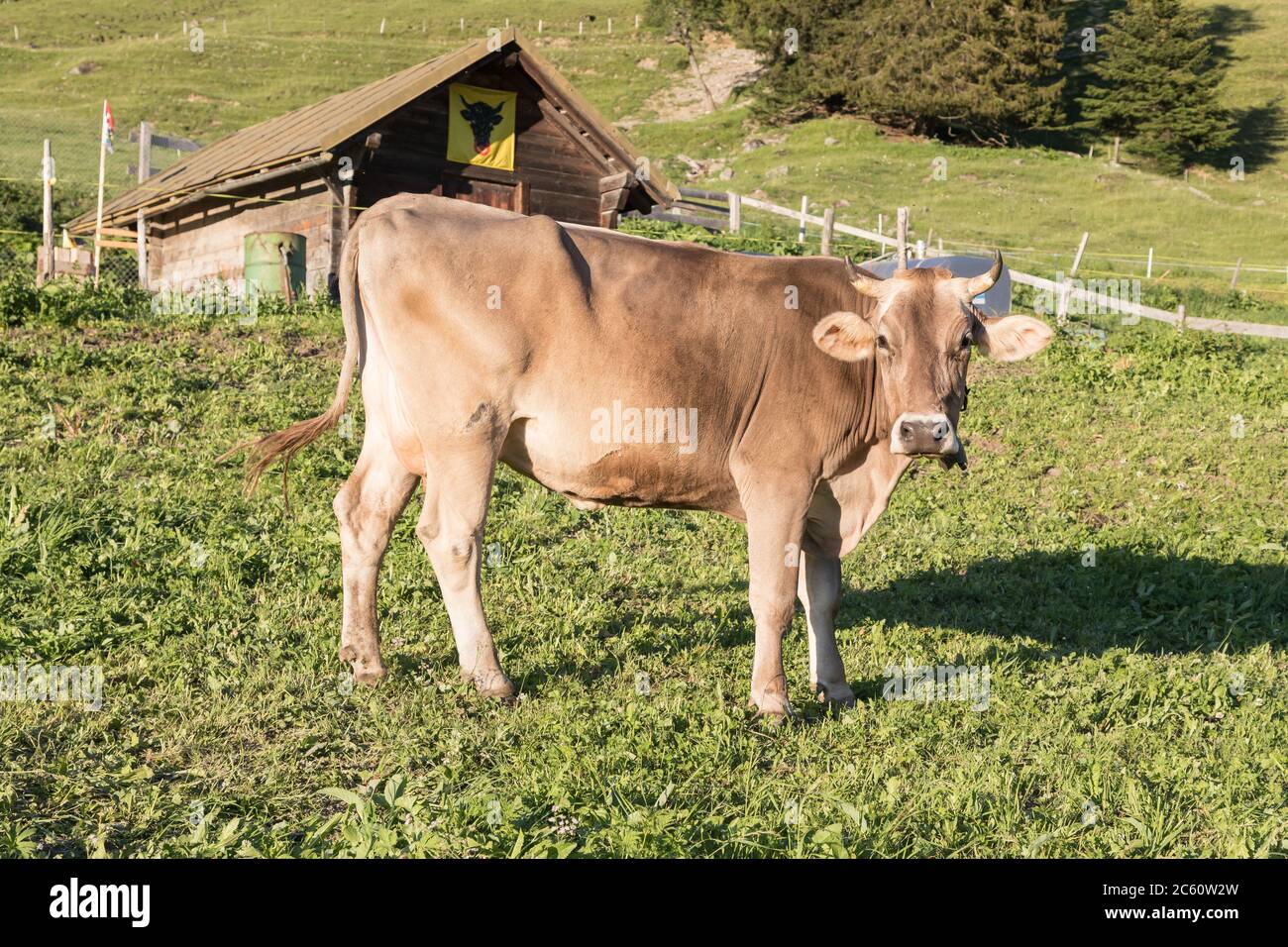 Cloches de vaches suisses Banque de photographies et d’images à haute ...