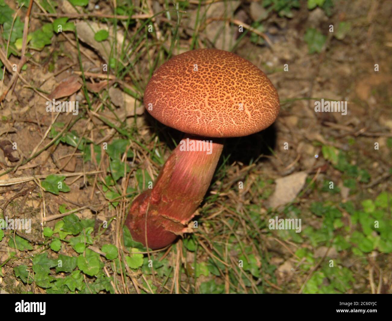 Gros champignon Banque de photographies et d’images à haute résolution ...