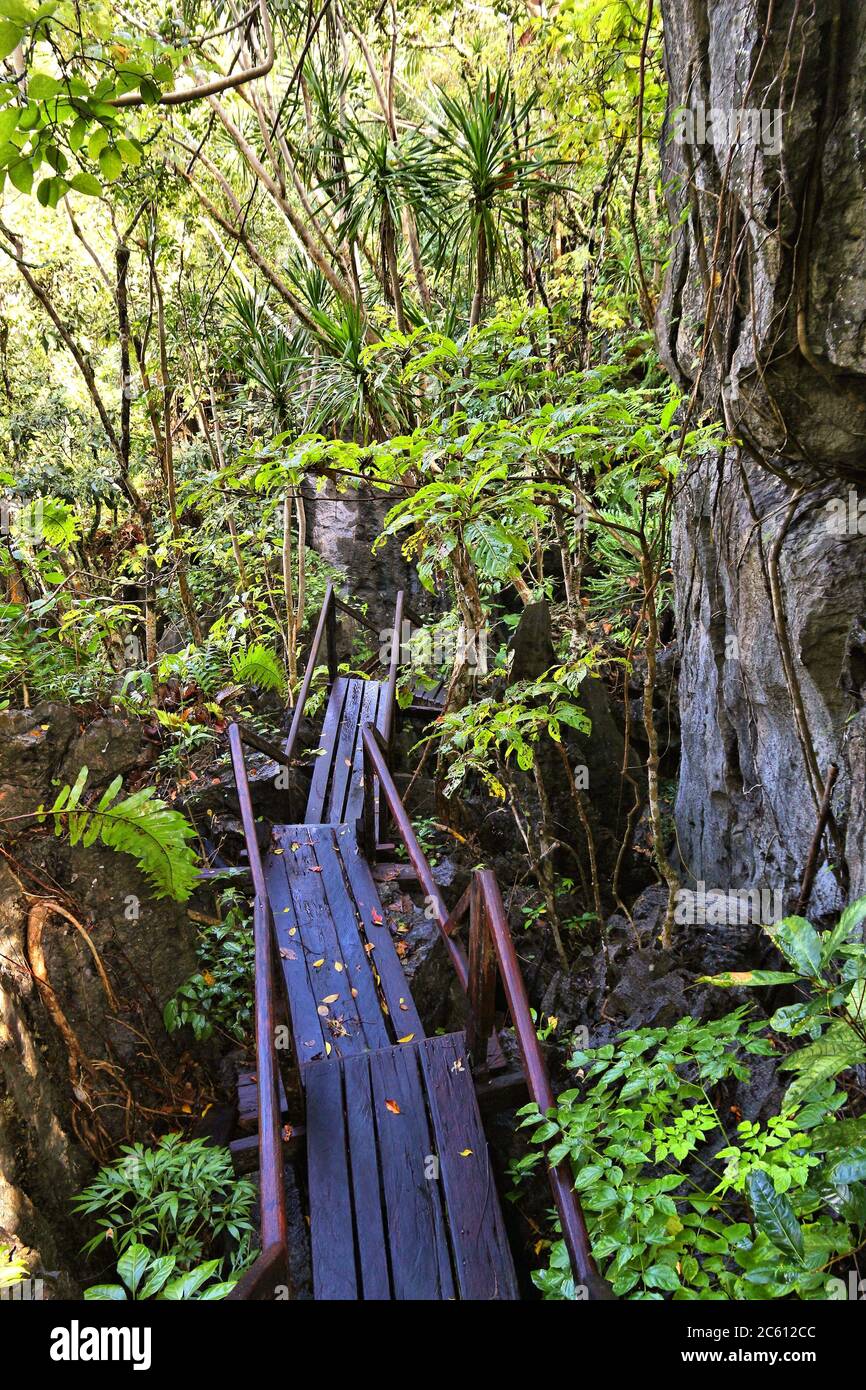 Sentier de randonnée dans la jungle à Palawan Island, Philippines ...