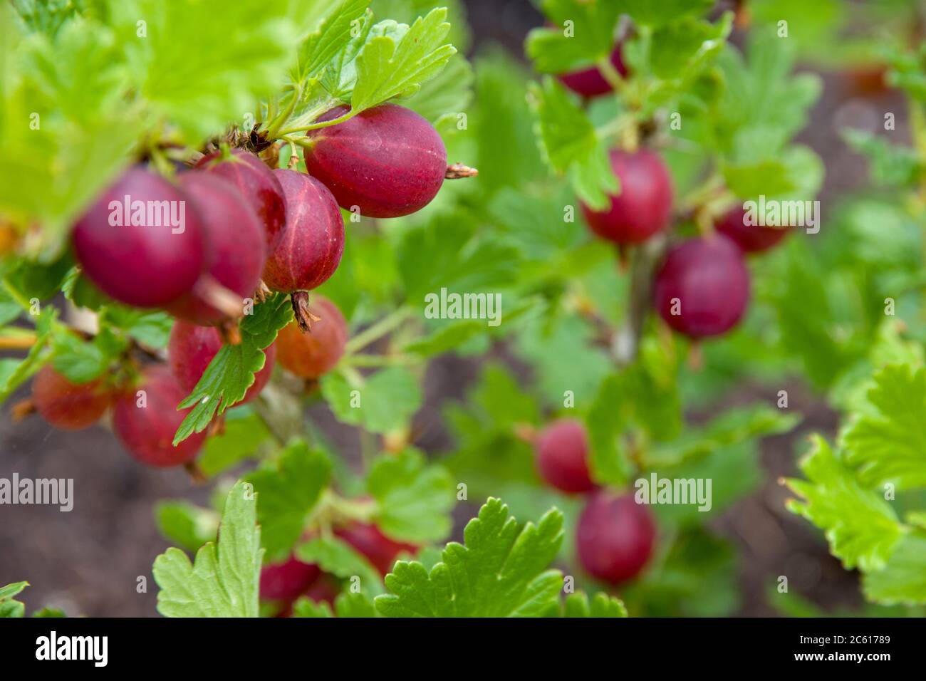 Fruits rouges épineux Banque de photographies et d’images à haute ...