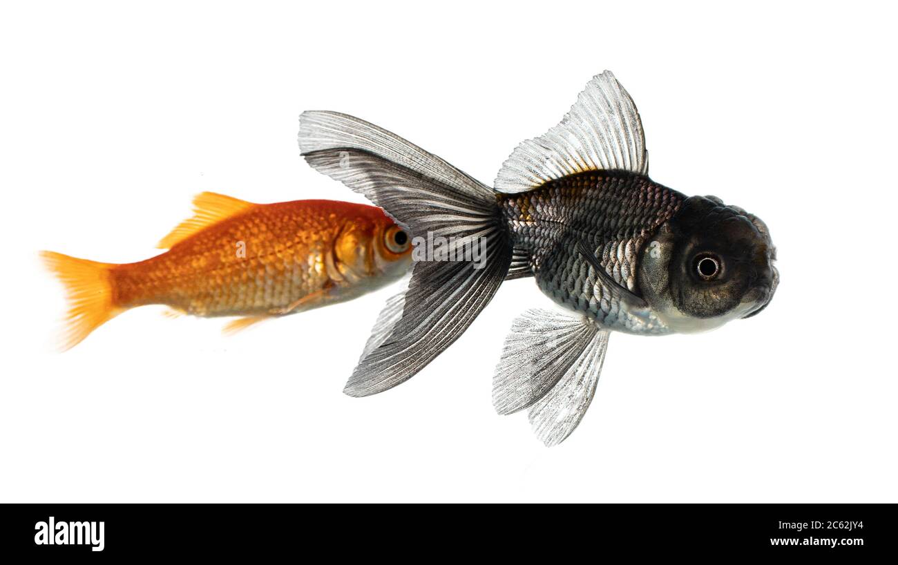 Poissons d'eau froide noirs et poissons froids nageant l'un derrière l ...