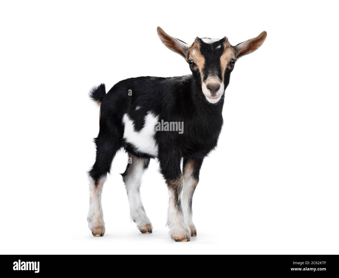 Bébé chèvre Banque de photographies et d’images à haute résolution - Alamy