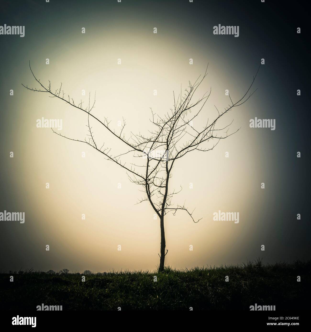 Arbre isolé Banque de photographies et d’images à haute résolution - Alamy