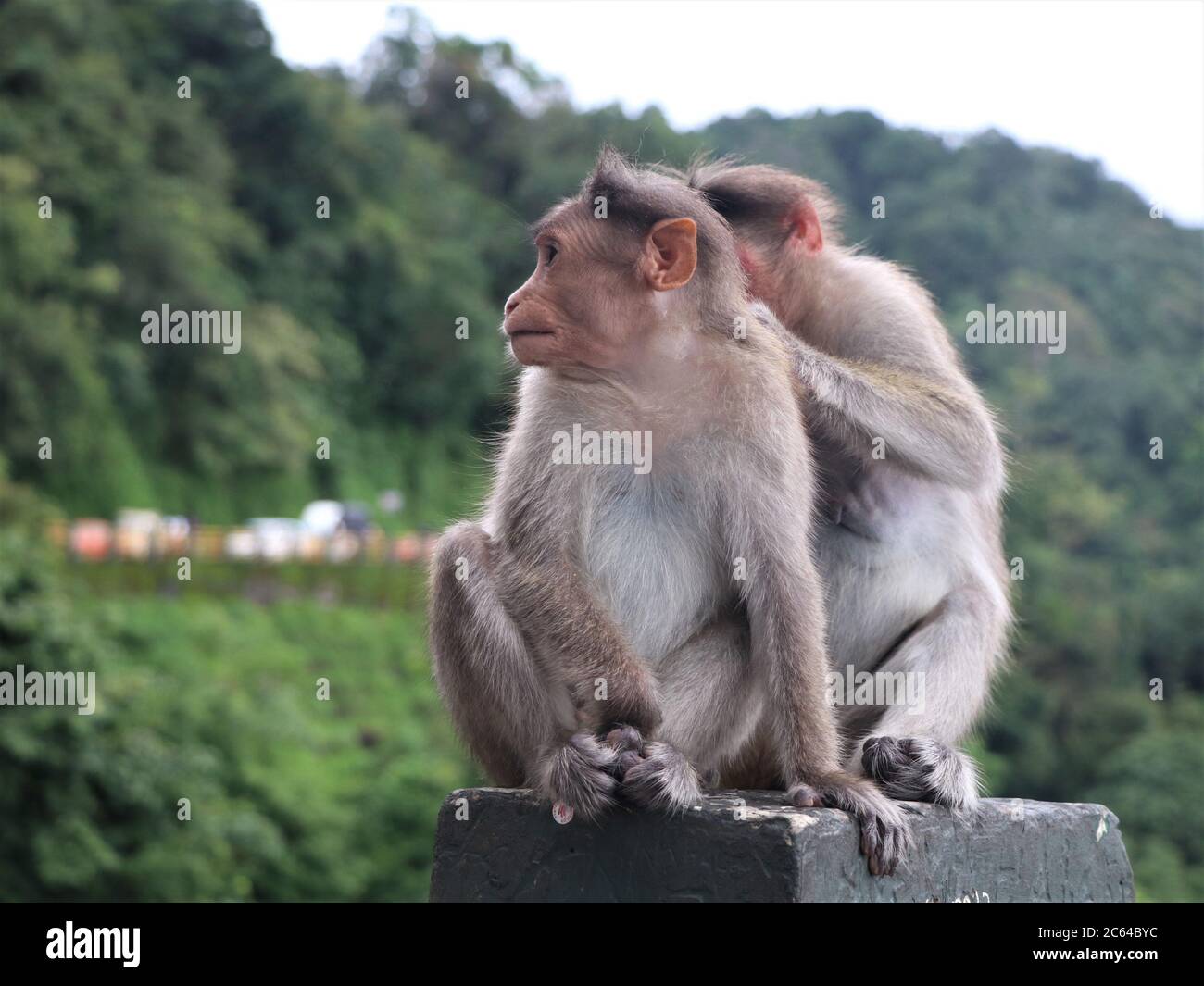 Des singes attrapant des poux sur le côté de la route - une scène de ...