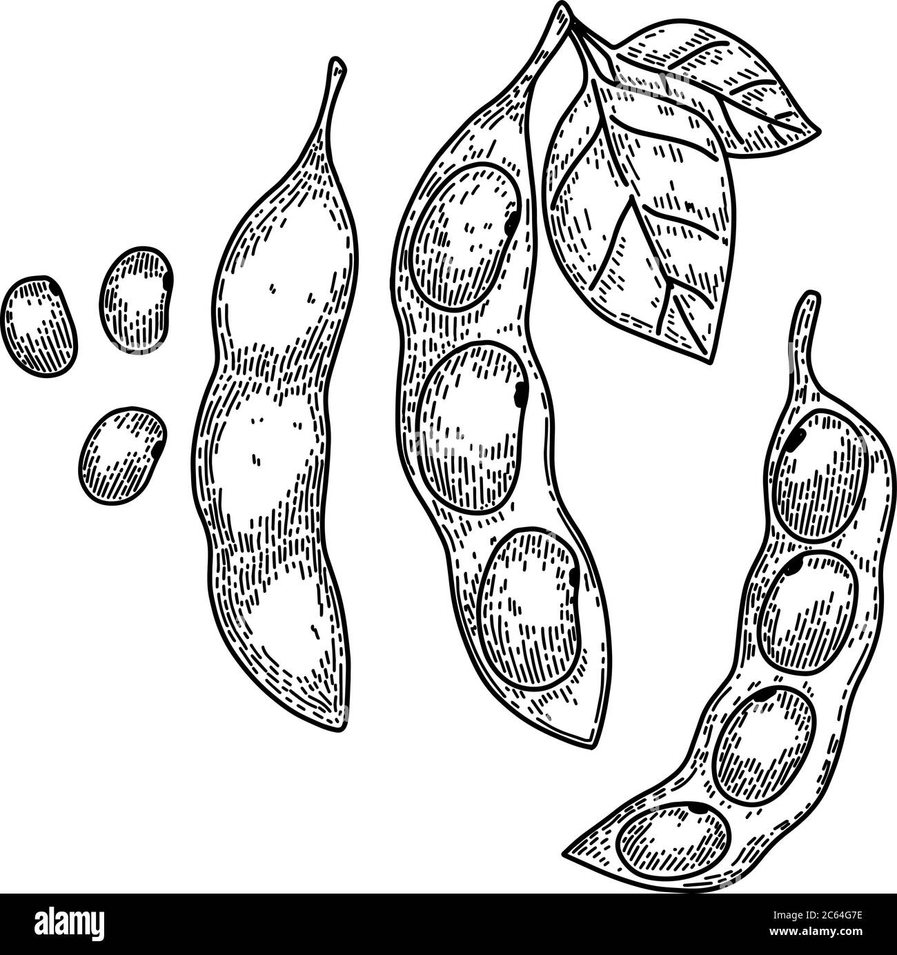 Soya soyabean Banque d'images vectorielles - Alamy