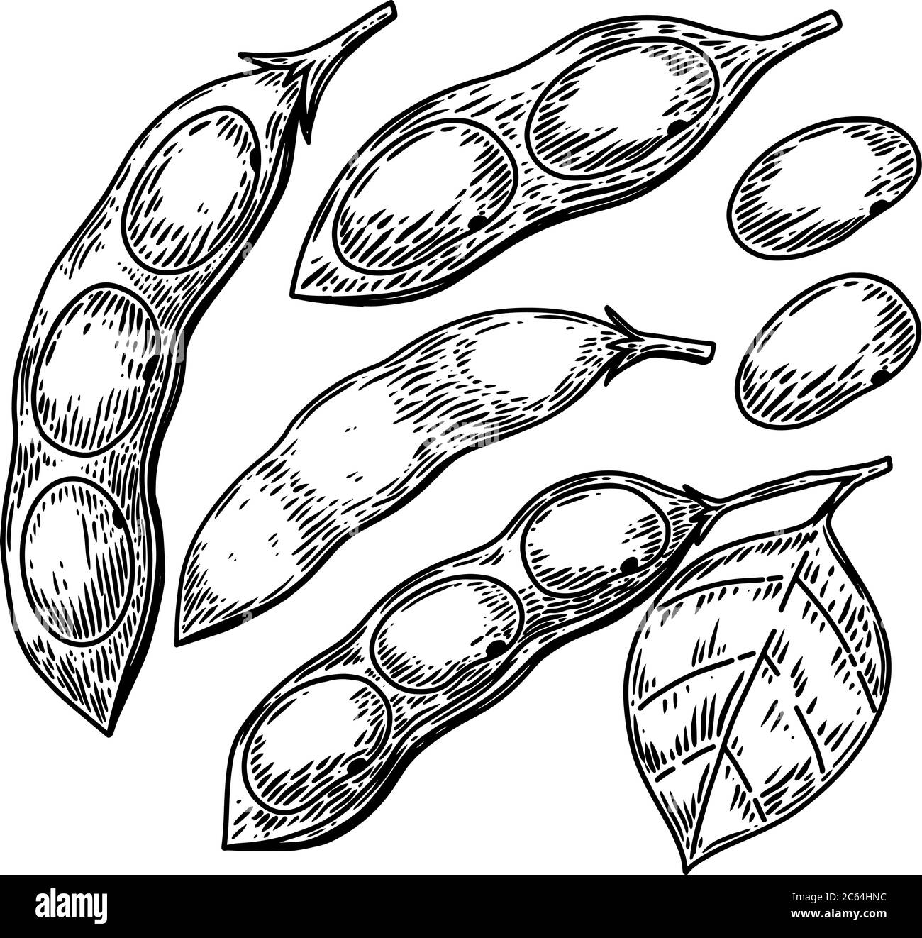 Illustration du soja, gousses de soja en style gravure. Élément de ...