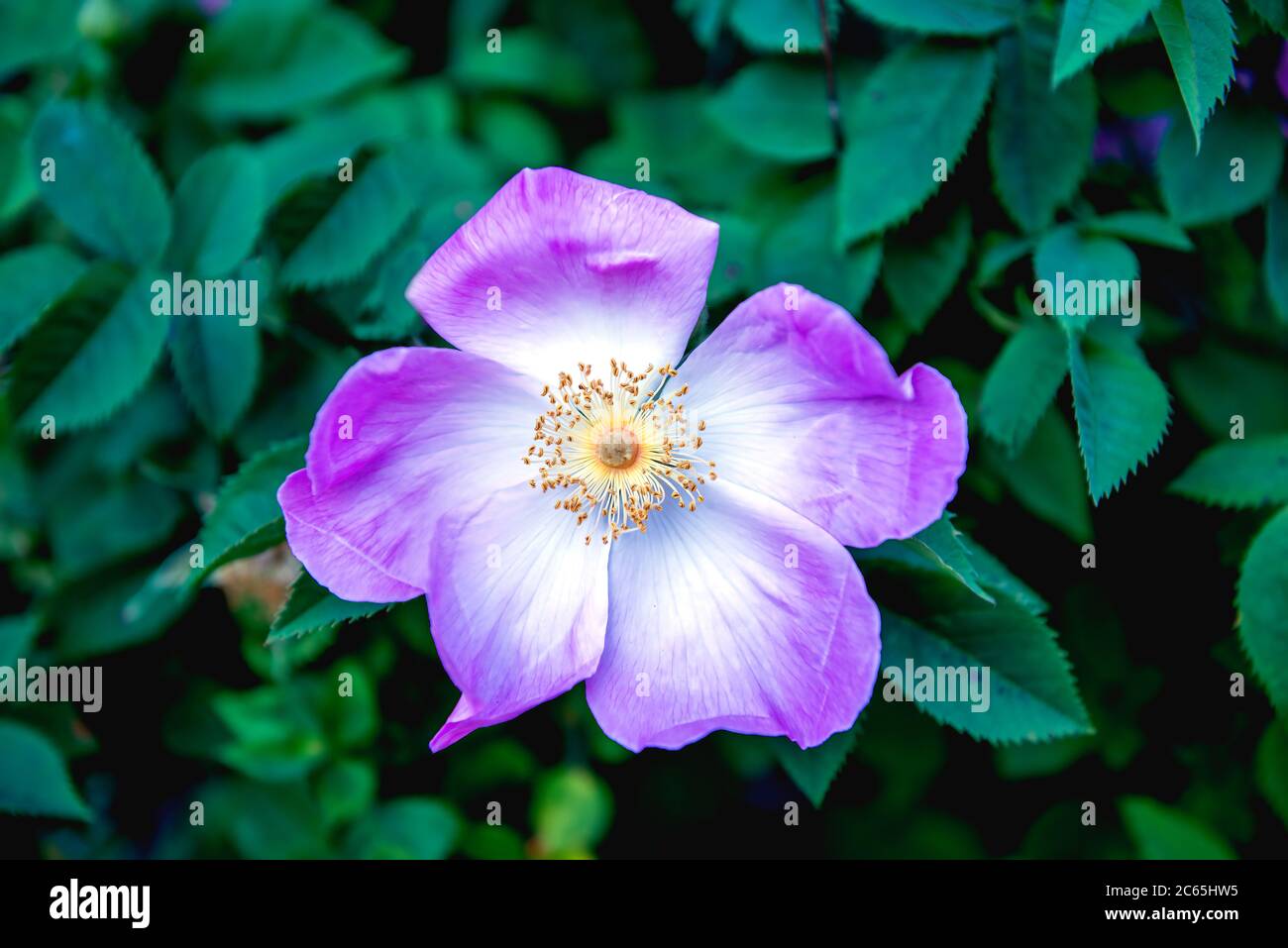 églantine rouge fleur dessin Banque de photographies et d’images à ...