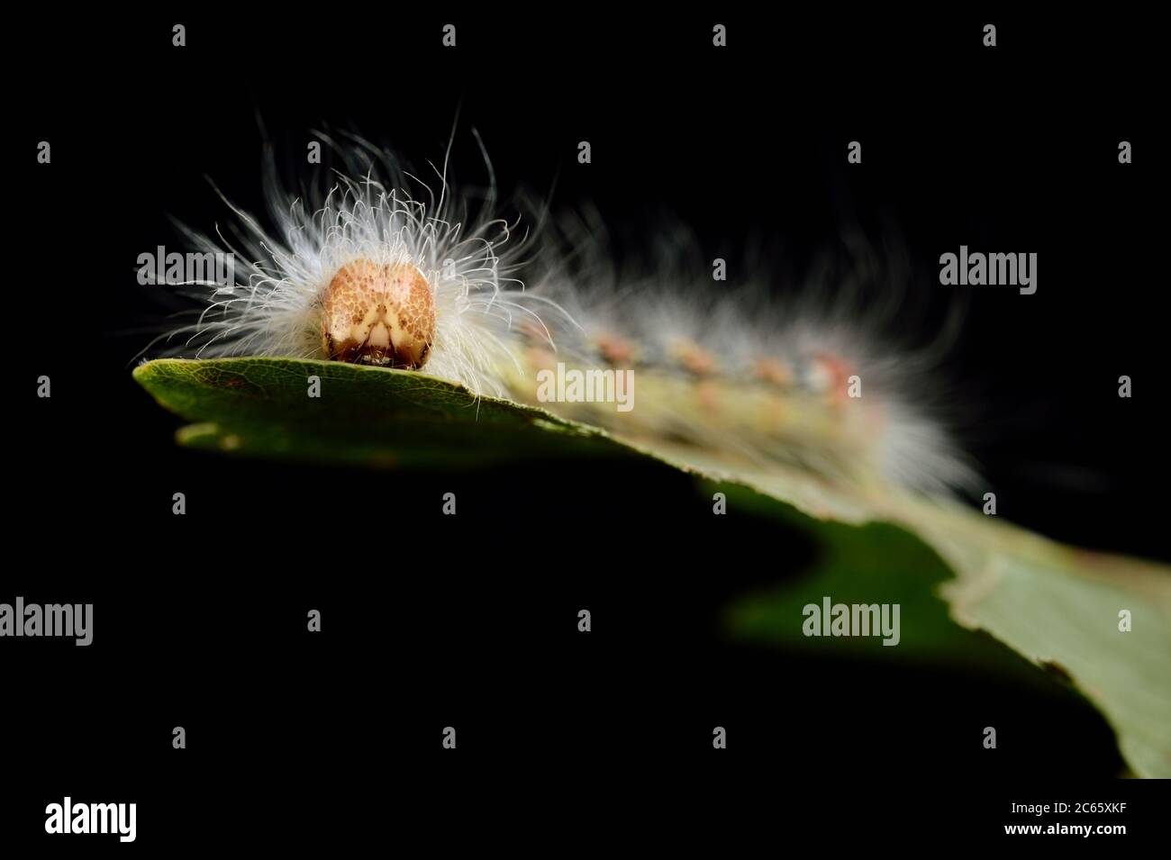 La chenille de la papillon (Moma alpium). Les larves se nourrissent de ...