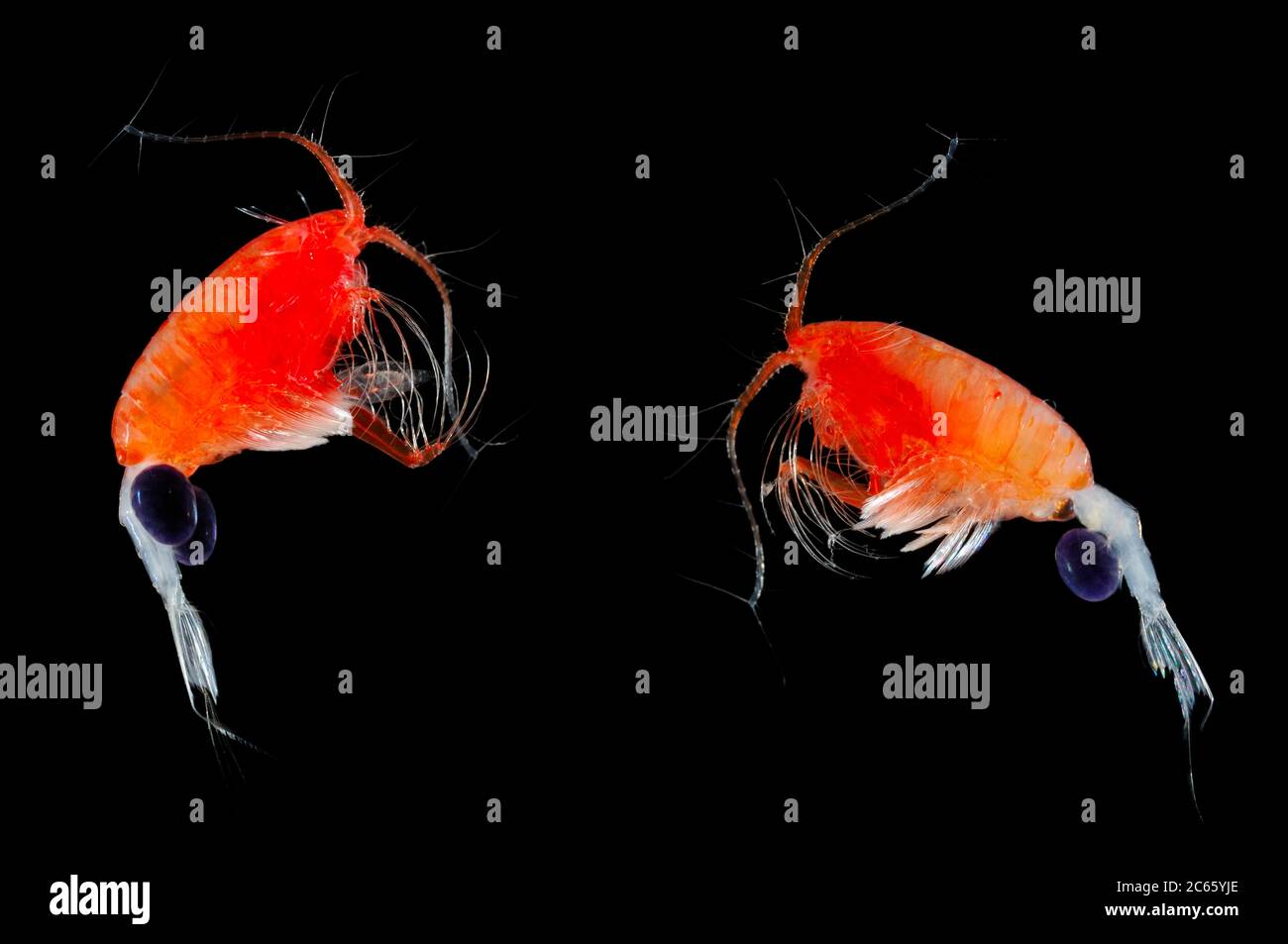 Copepodes copepoda Banque de photographies et d’images à haute ...