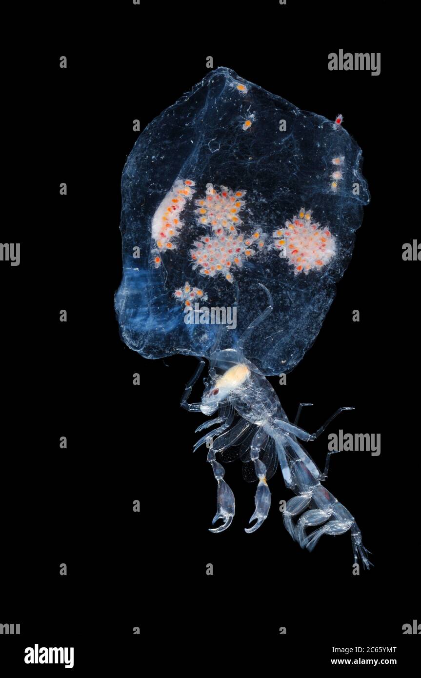 Phronima amphipod Banque de photographies et d’images à haute ...