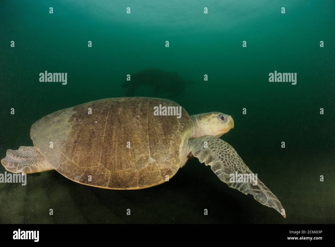 Tortues de mer ridley du pacifique Banque de photographies et d’images ...