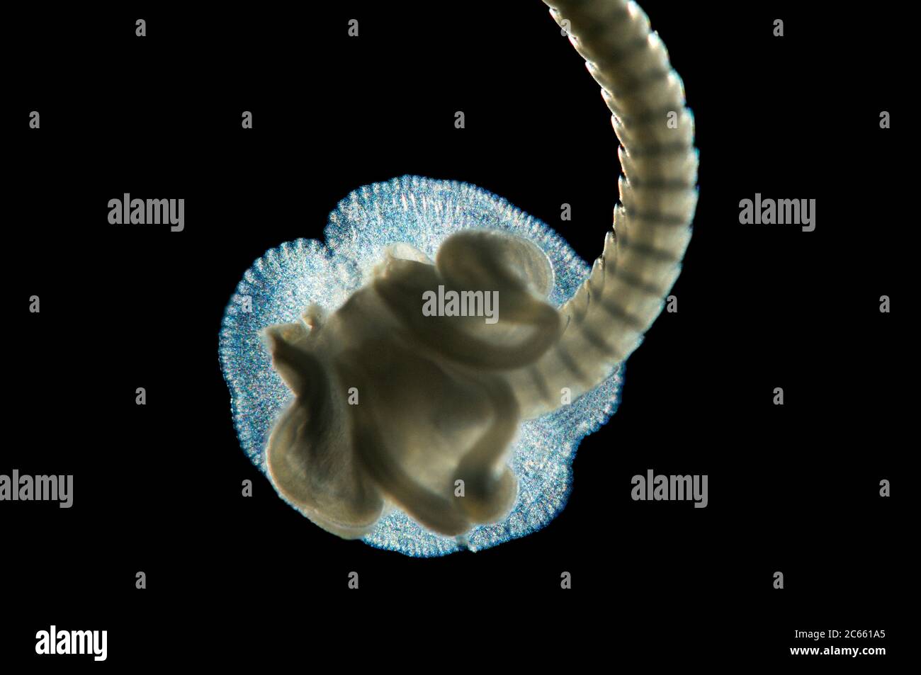 Le ténia captif (Cestoda (Cestoidea)) est un ver plat parasite (genre ...