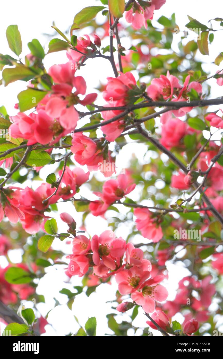 Arbuste en fleurs au bord de la mer Banque de photographies et d’images ...