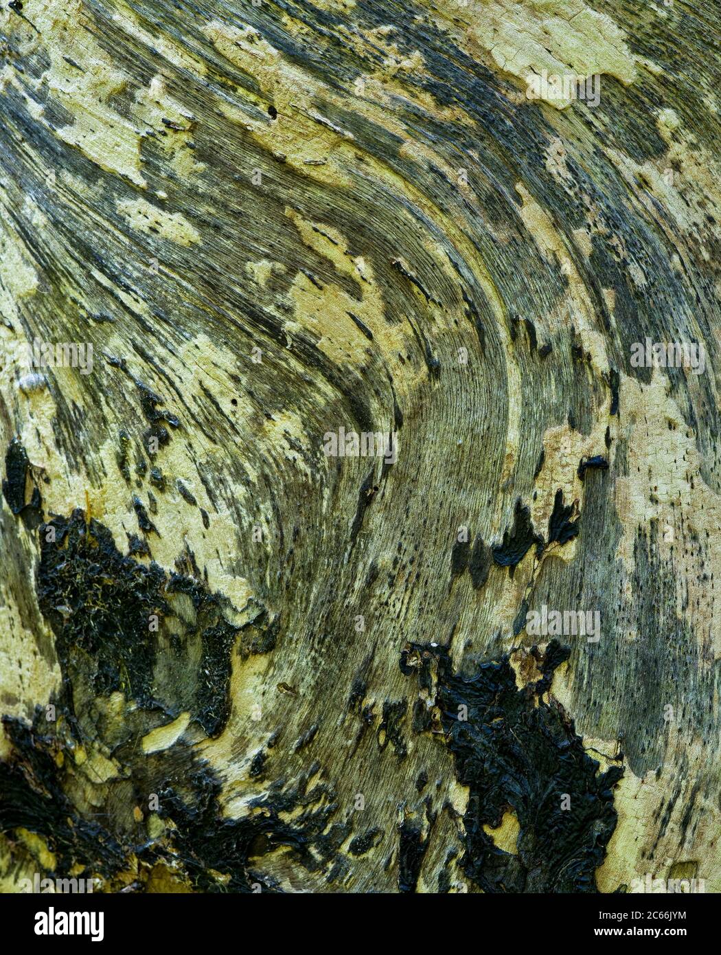 Fungal infestation Banque de photographies et d’images à haute ...