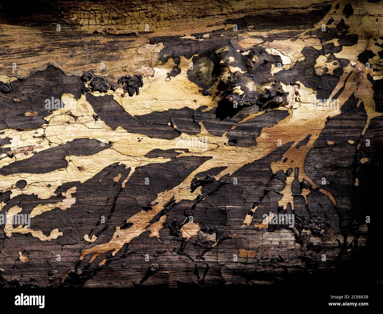 Fungal infestation Banque de photographies et d’images à haute ...