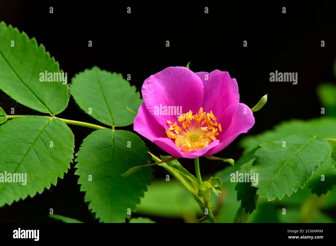 Rose sauvage Banque de photographies et d’images à haute résolution - Alamy