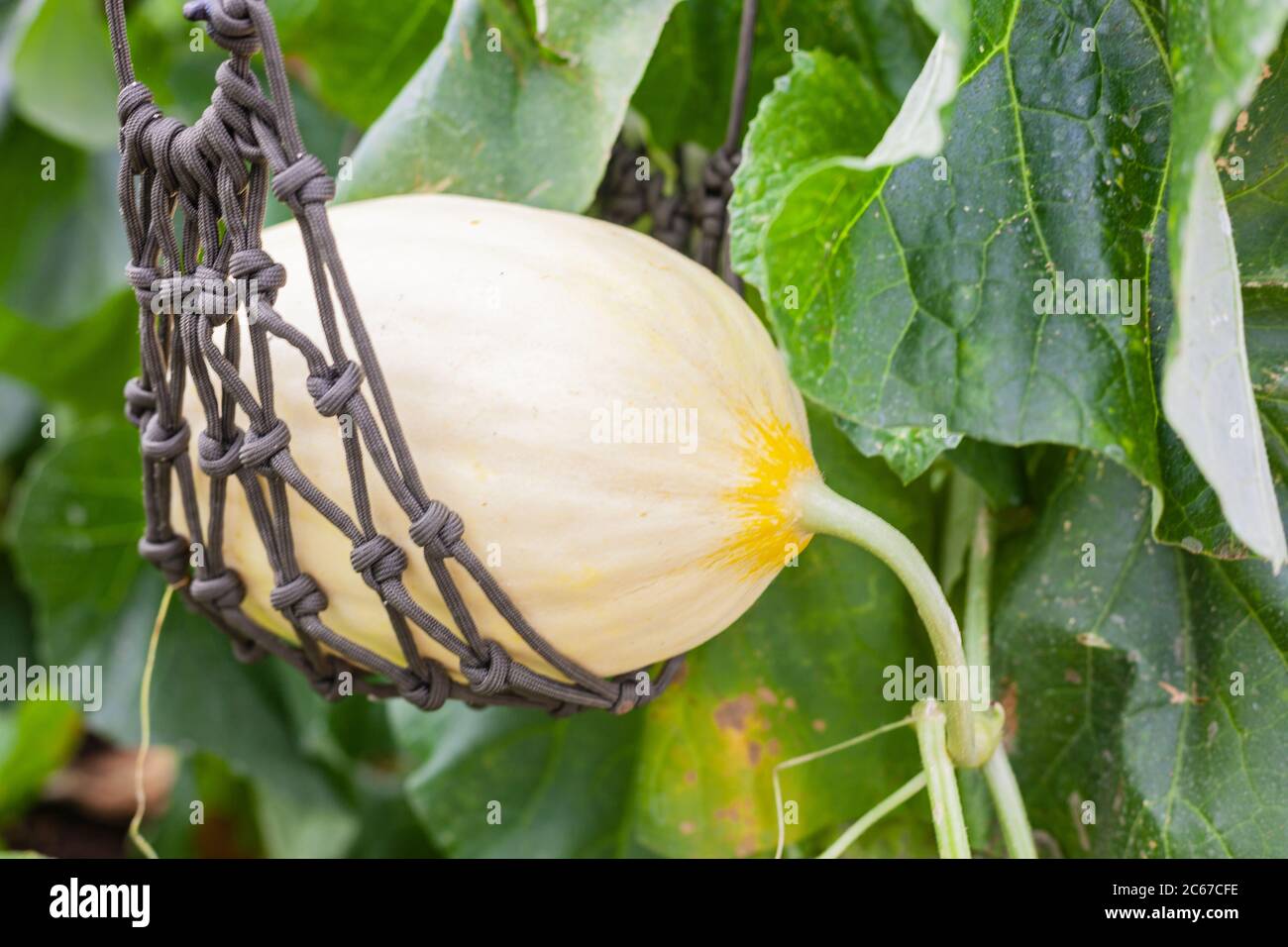 énorme melon Banque de photographies et d’images à haute résolution - Alamy