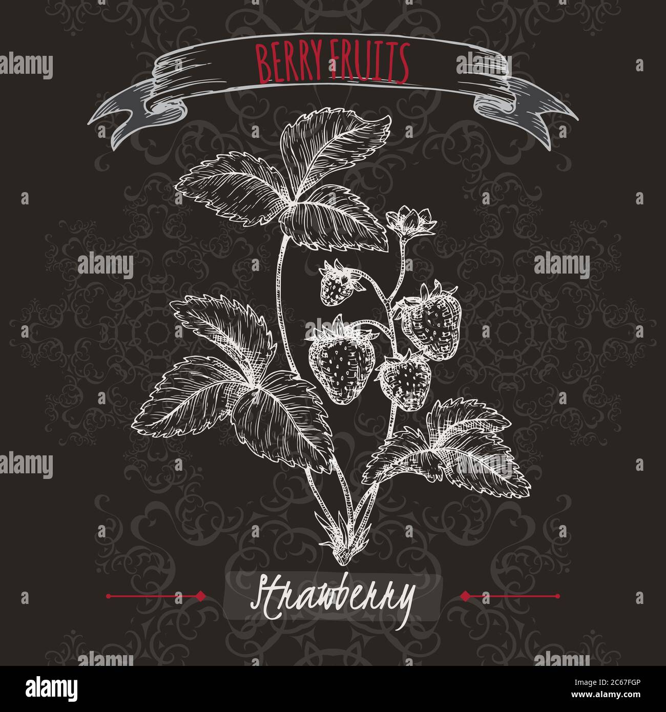 Jardin fraise aka Fragaria ananassa dessin de branche sur fond noir ...