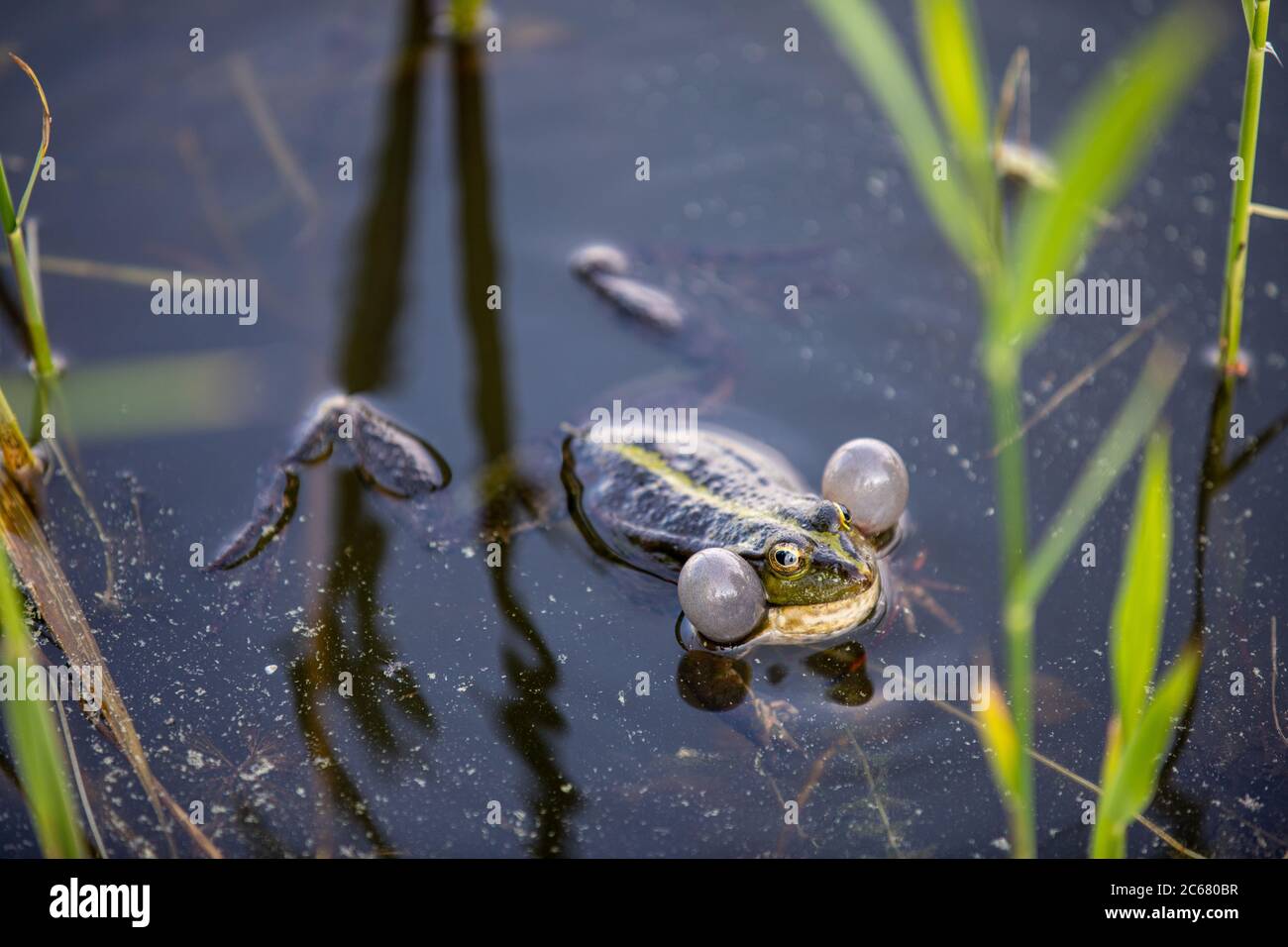 Frog Game Banque d'image et photos - Alamy