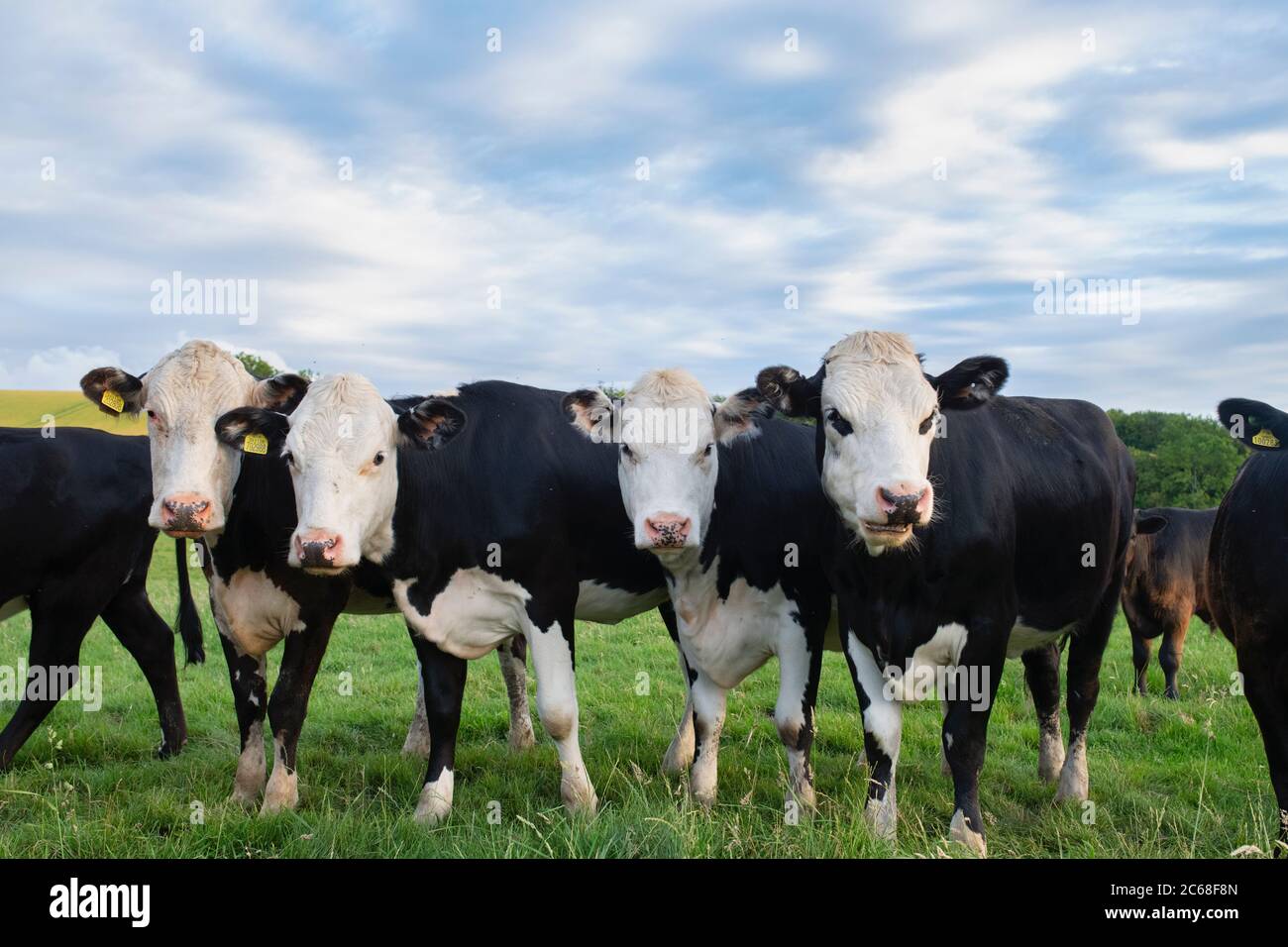 Vaches anglaises Banque de photographies et d’images à haute résolution ...