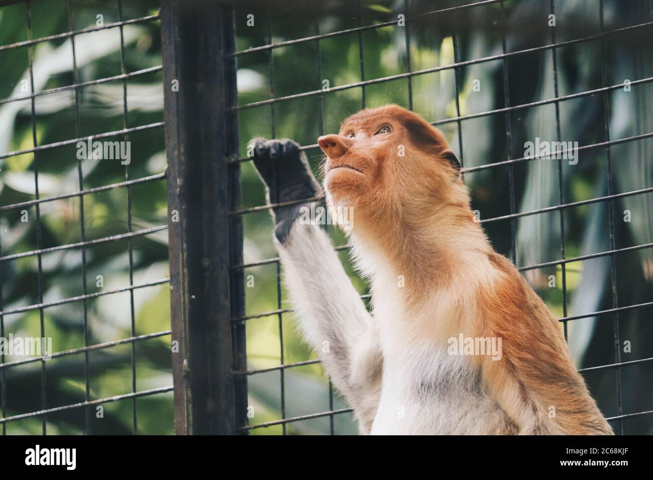 Portrait du singe Proboscis mâle (Nasalis larvatus) dans la zone de ...